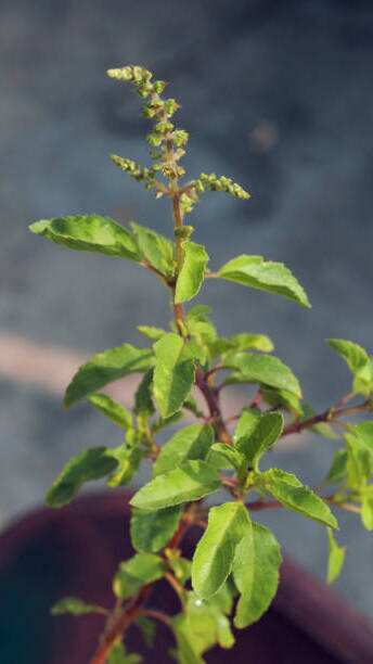 10 amazing health benefits of Tusli leaves