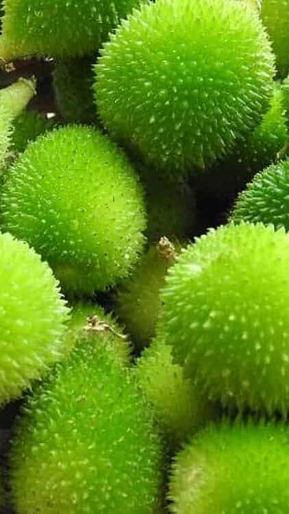 Health benefits of Kantola (Spiny Gourd)