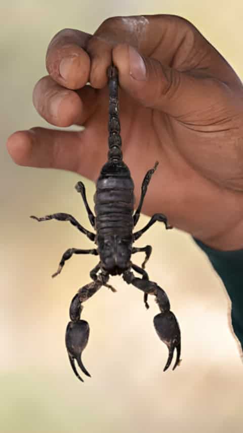 10 Terrifying creatures armed with venomous tails