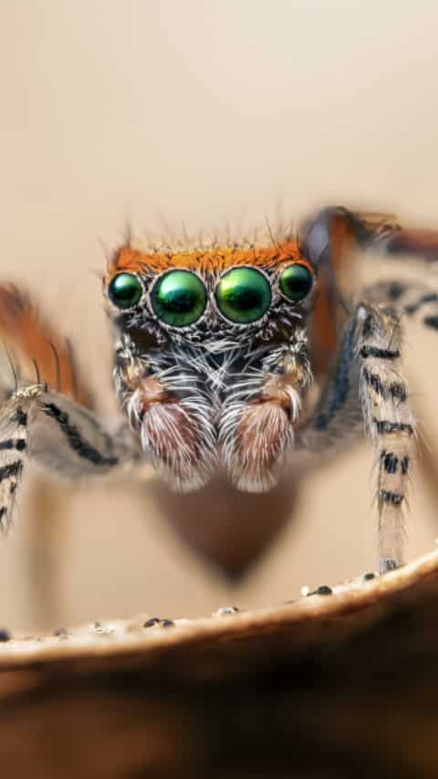 Fascinating animals with more than 2 eyes