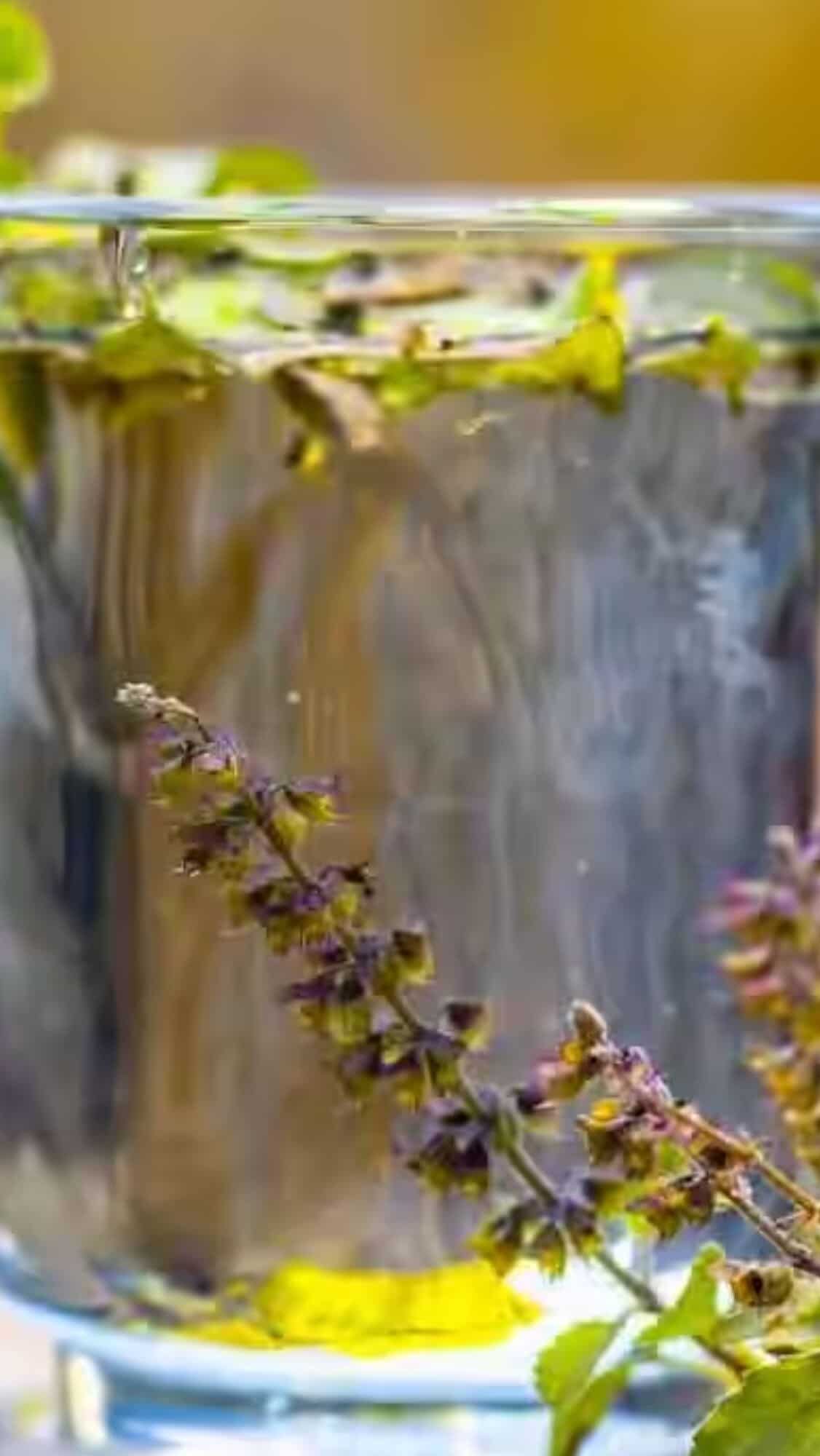 Benefits of drinking tulsi water everyday