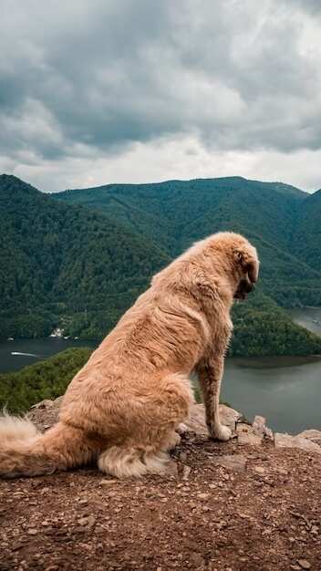 10 dog breeds likely to go extinct