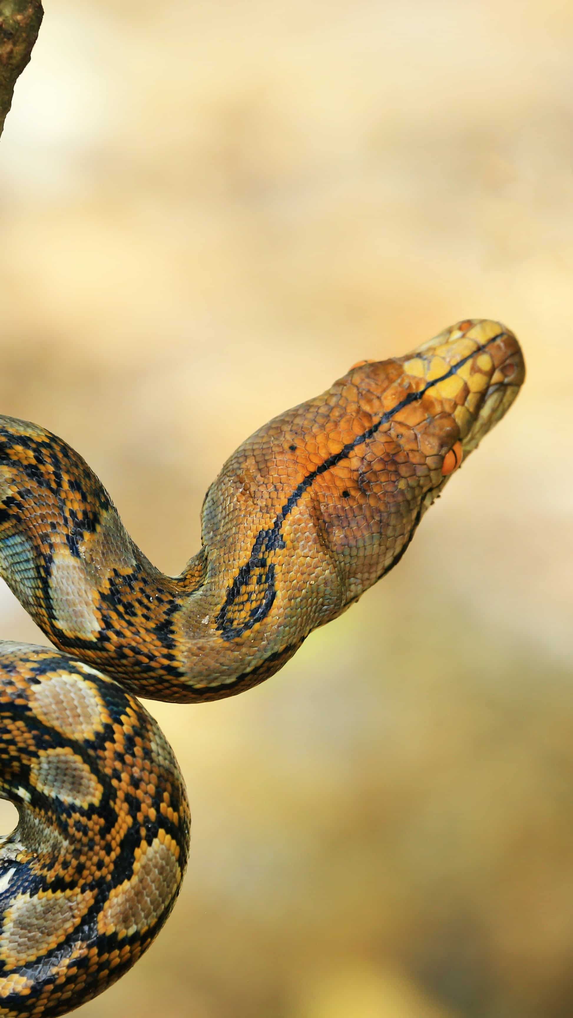 10 animals that can reproduce without mating 10 animals that can reproduce without mating