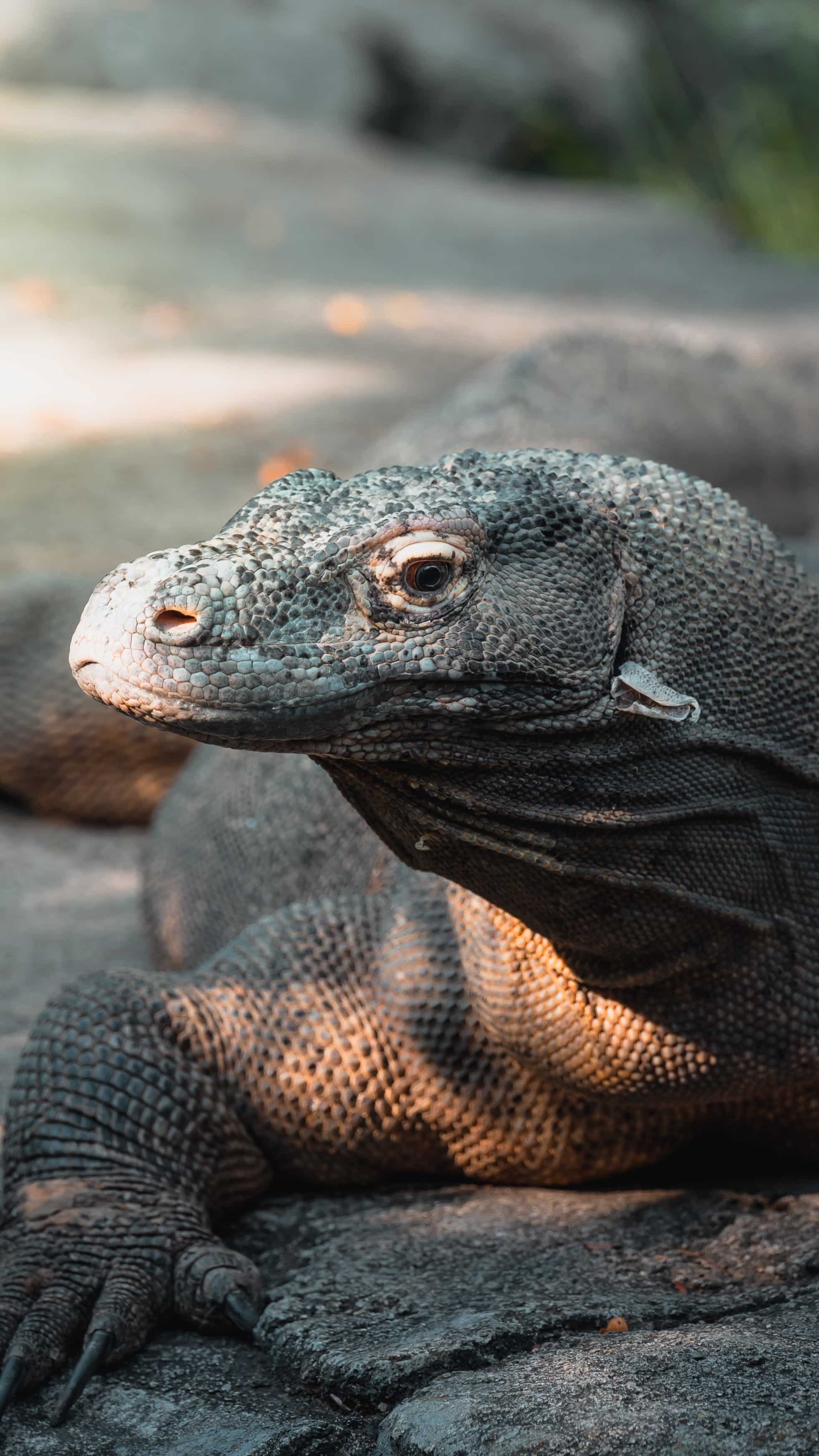 animals reproducing without mating