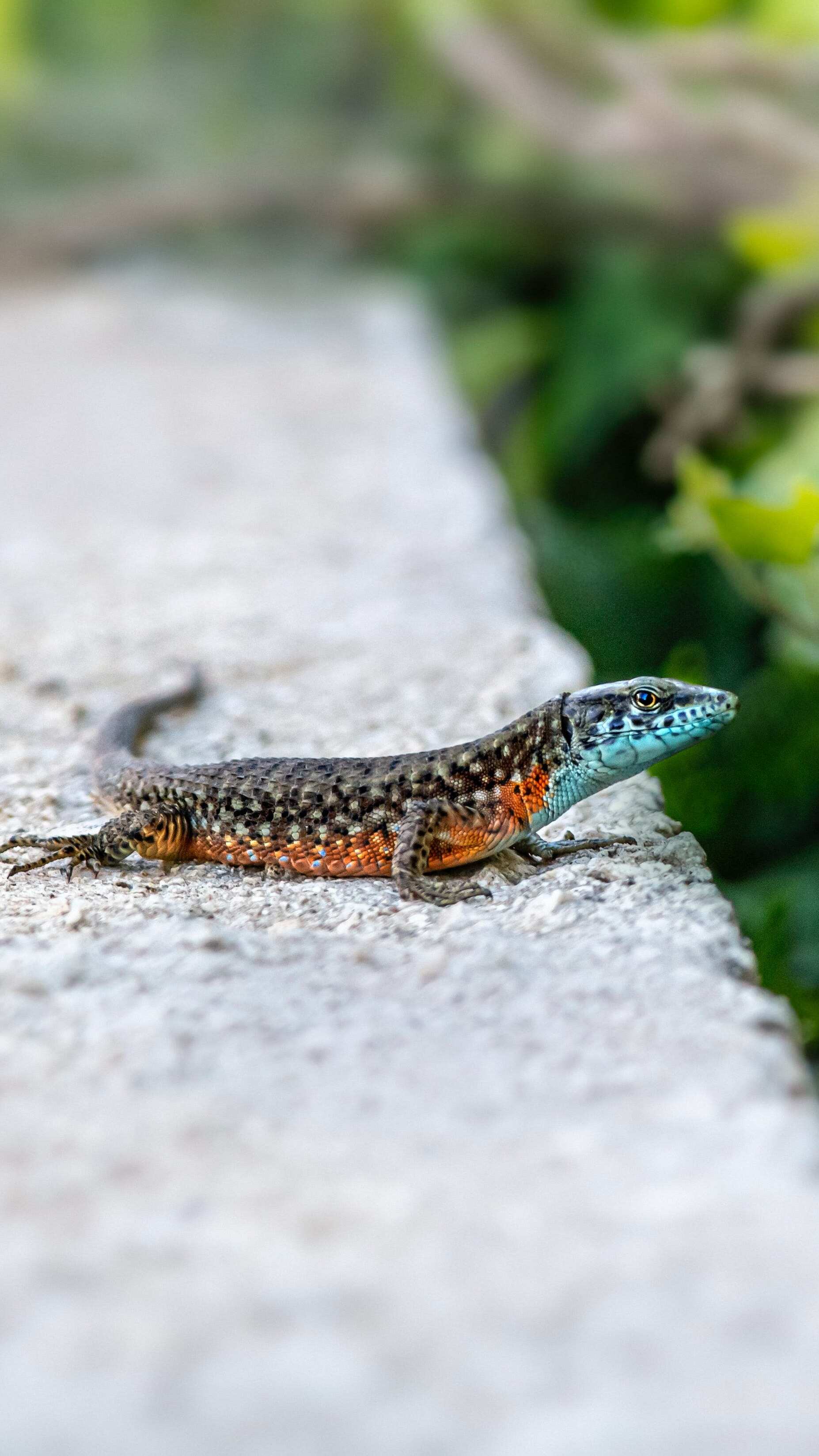 animals reproducing without mating