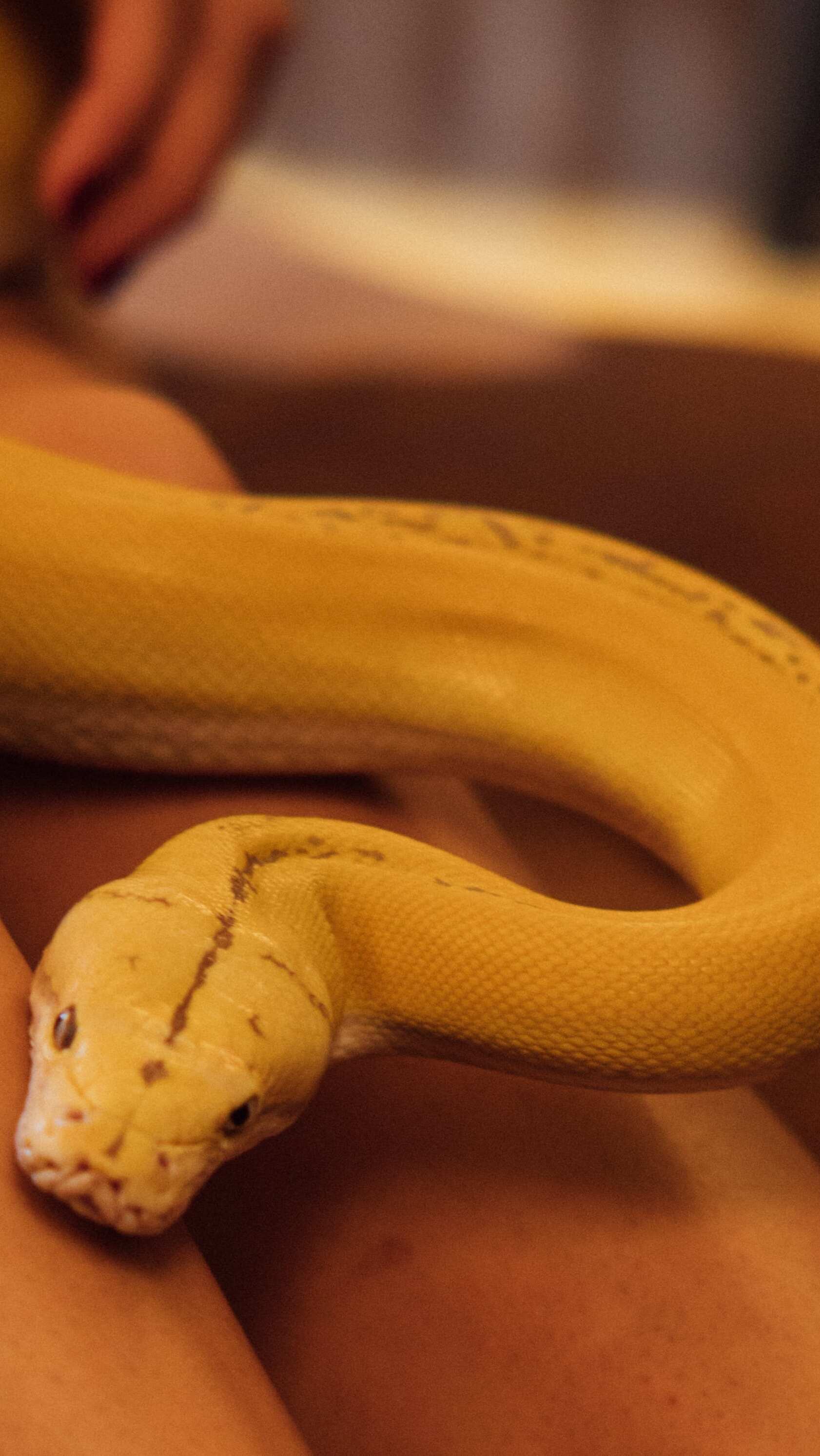 animals reproducing without mating