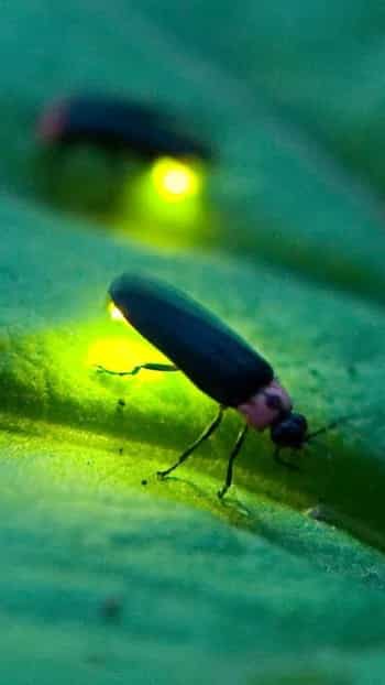 10 species that can glow in dark
