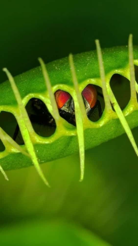 Meat Eating Plants Feed Me, Seymour! Meat Eating Plants On Display