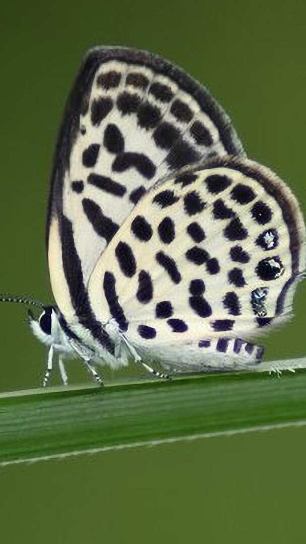 8 most stunning creatures in the world