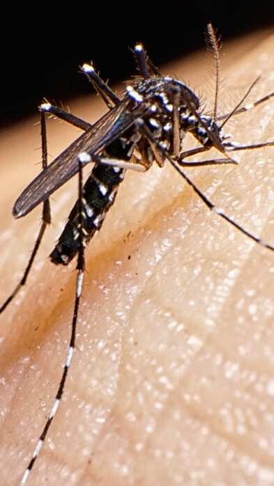 What if you accidentally swallow an insect