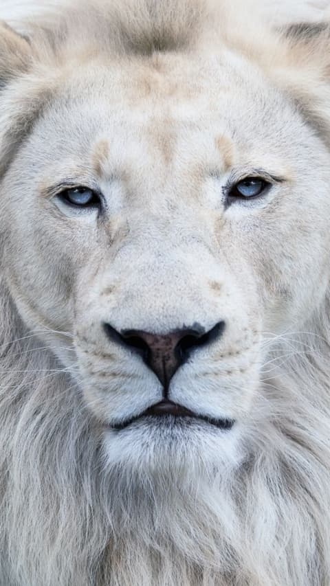 10 stunning white creatures of the wild