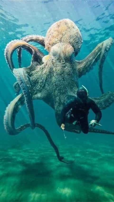 8 longest living water animals