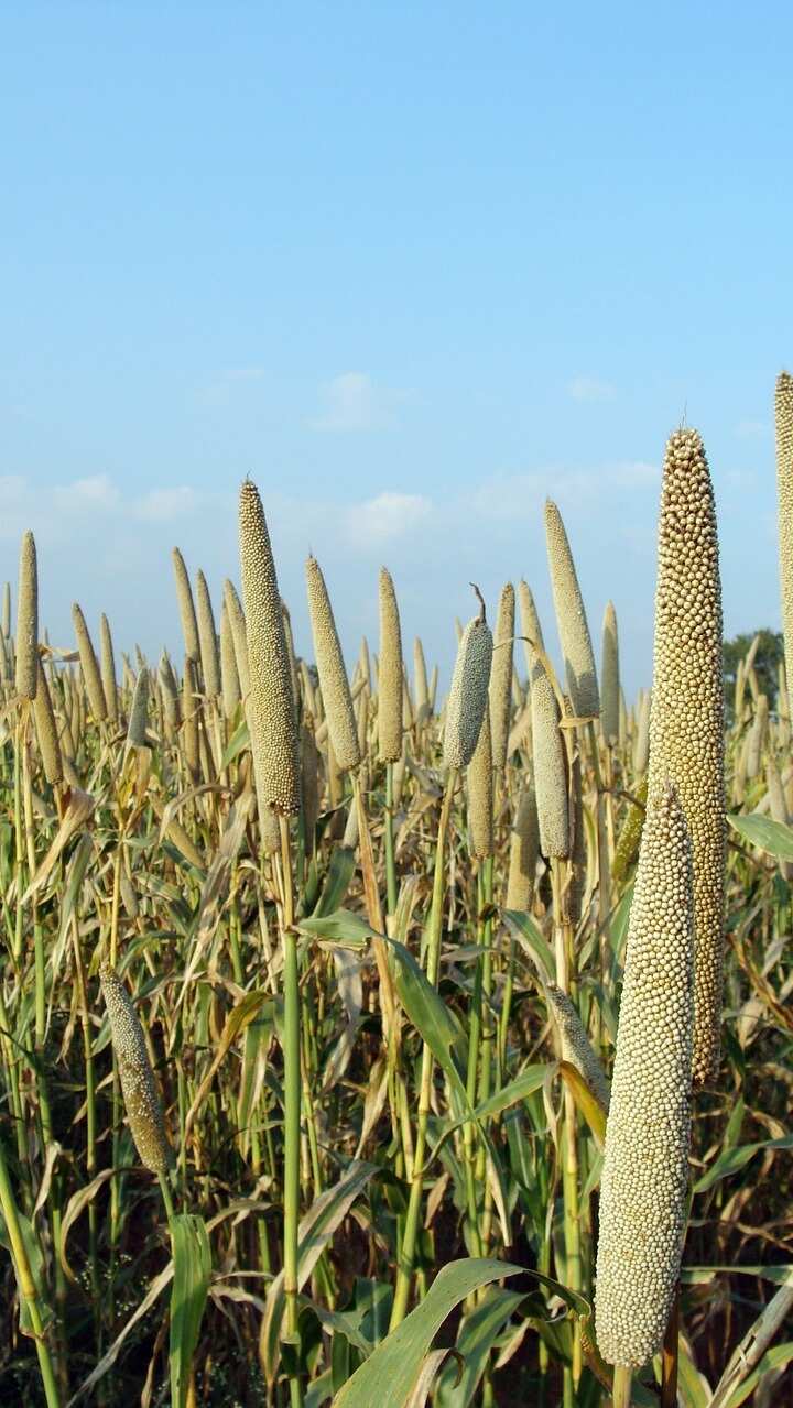 8 health benefits of millets