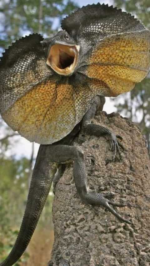 10 modern-day animals that resemble dinosaurs