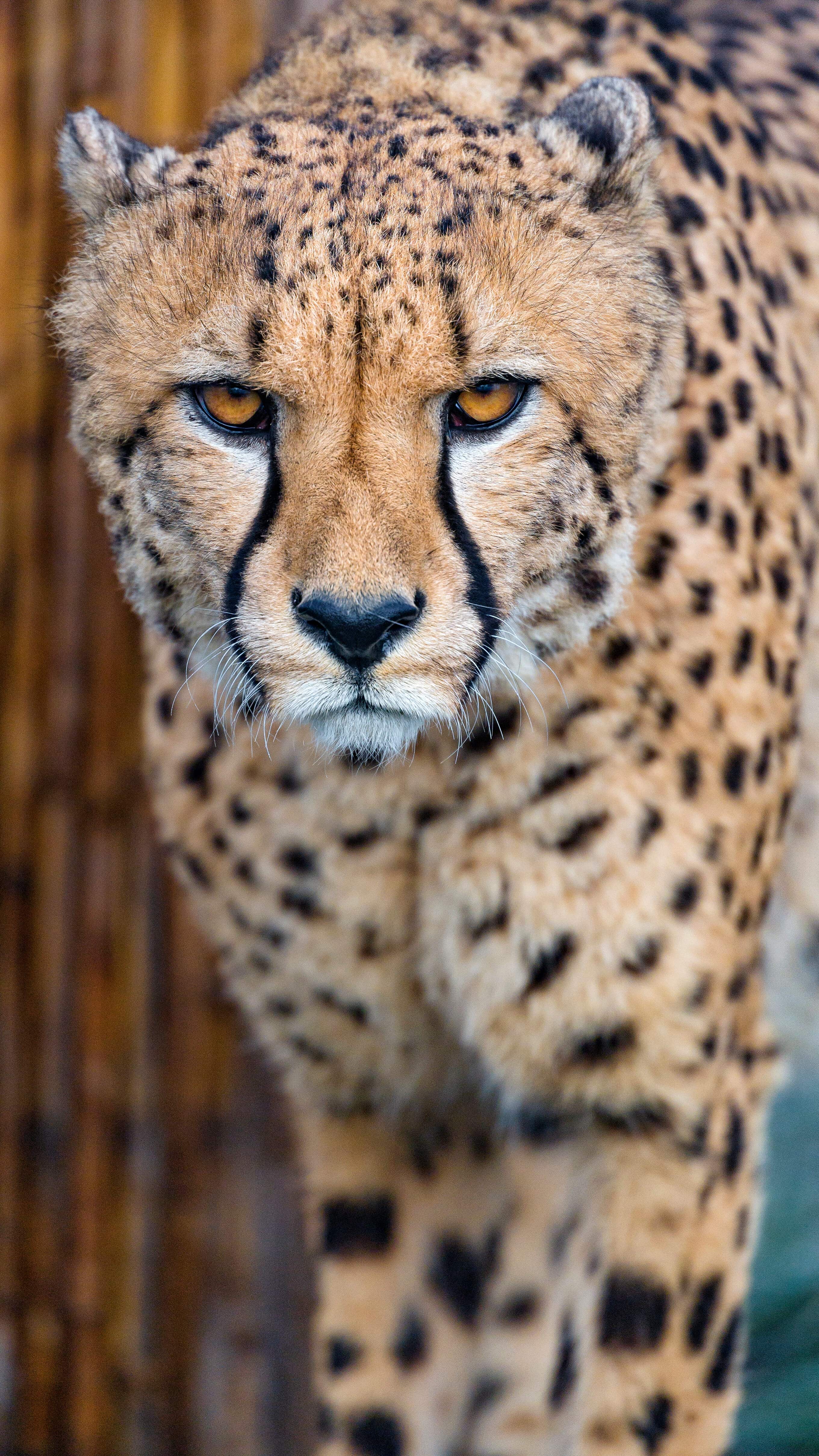 10 fastest animals in world