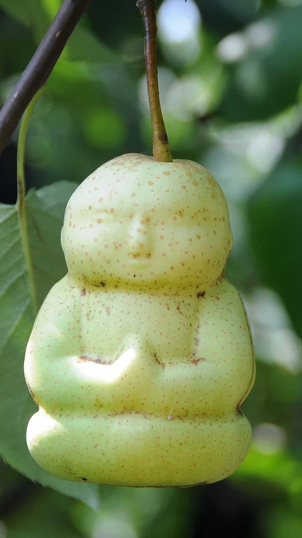 Most expensive fruits in the world