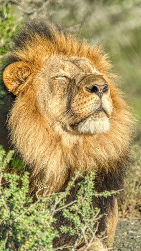 Animals that love to sunbathe during winters