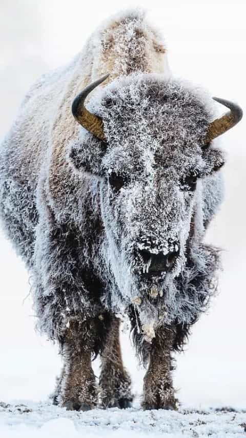 8 animals that can bear extreme cold