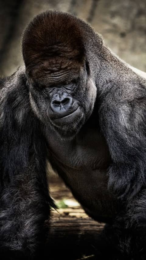 8 most powerful animals