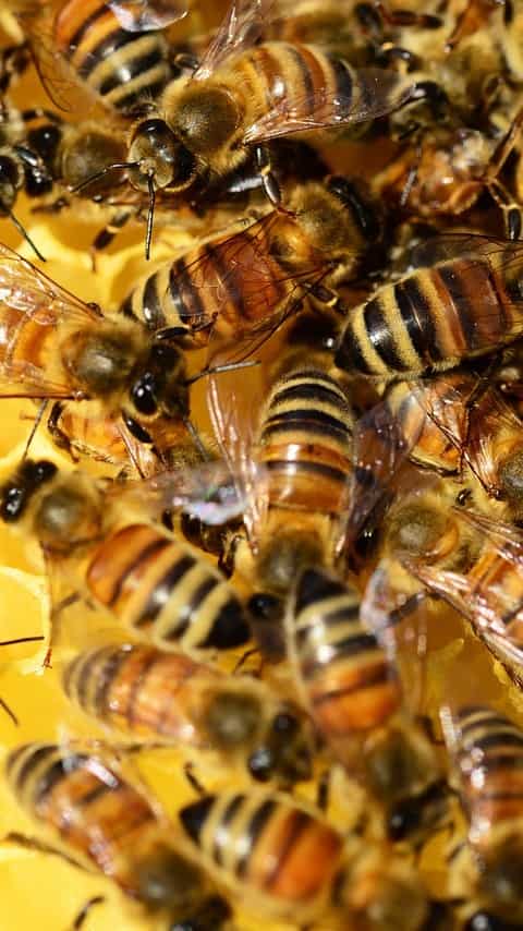 10 animals with the best sense of smell