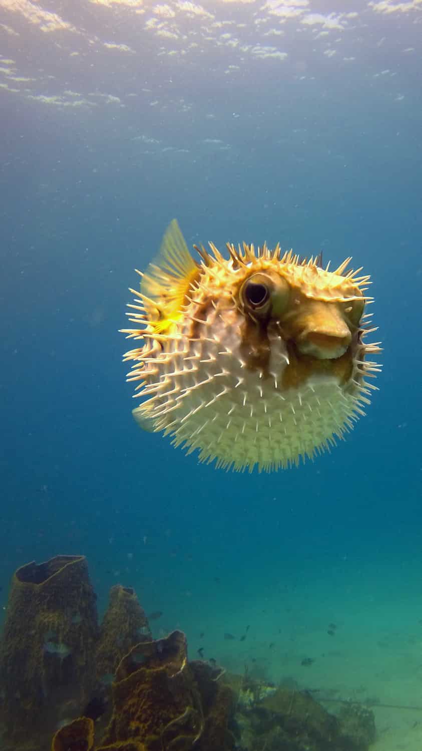 Worlds Most Dangerous Fish Stonefish: The World's Deadliest Fish