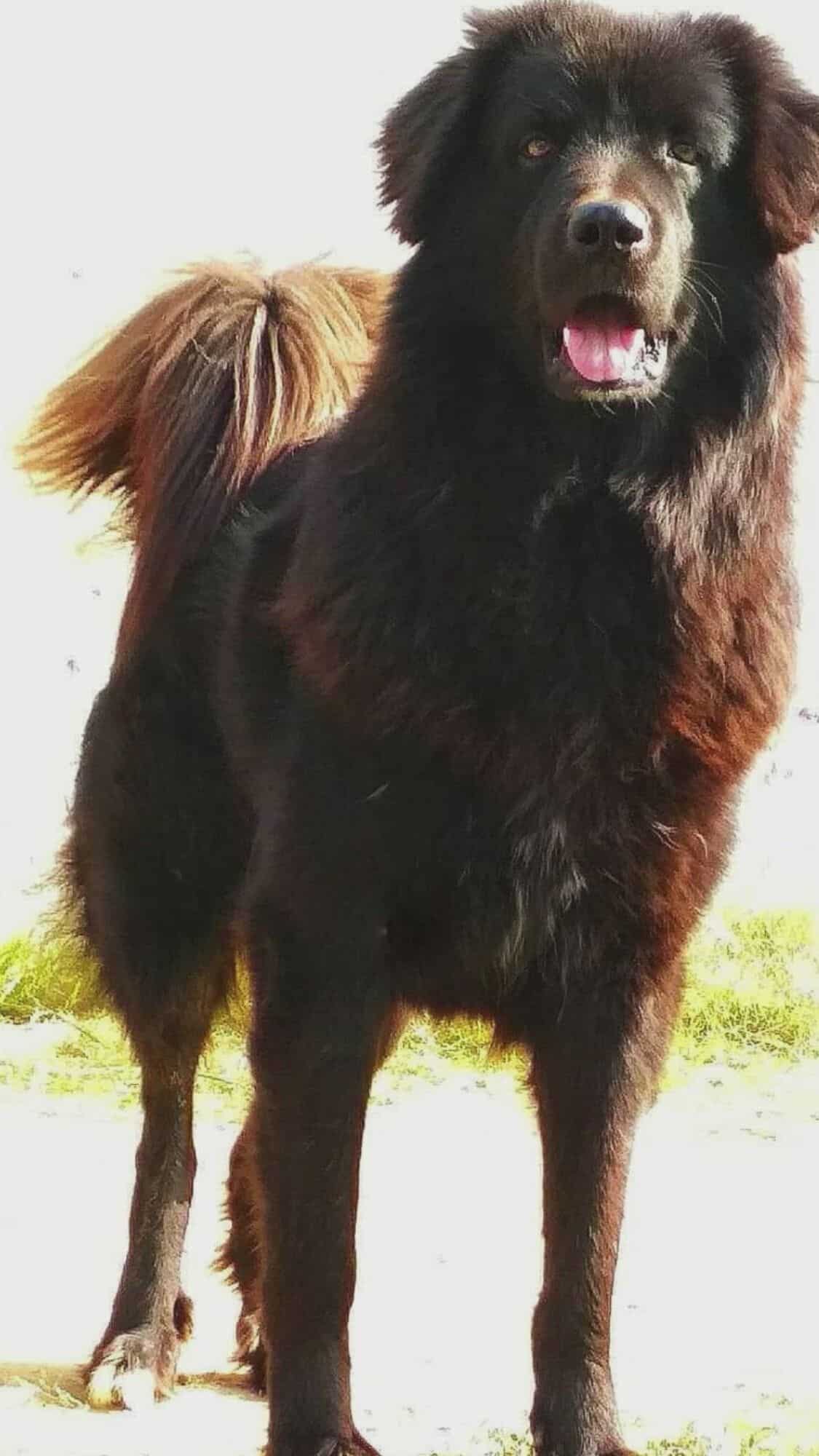Bakharwal Dog