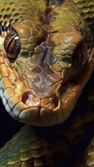 Deadliest Snake In The World 2024