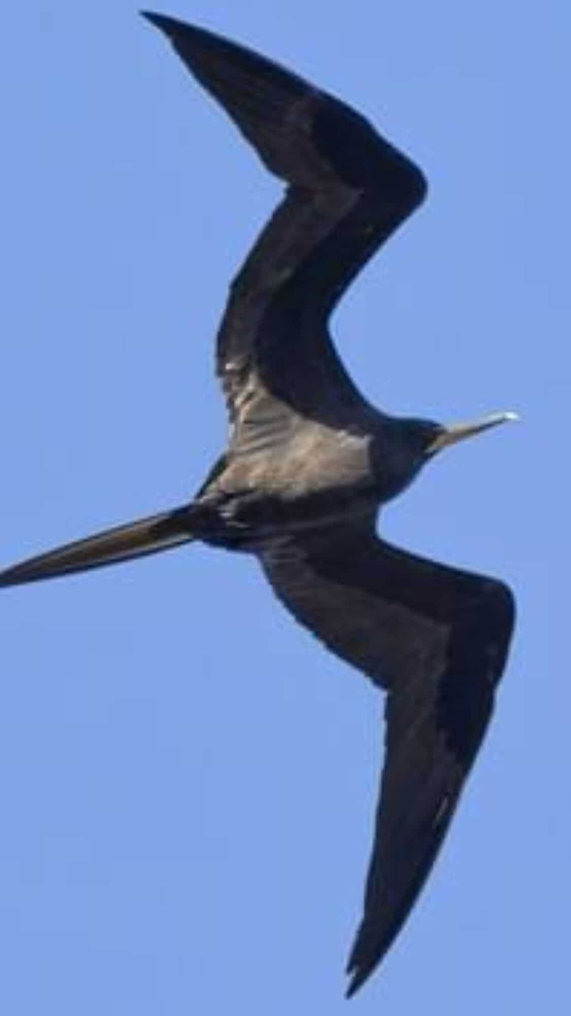 Birds Sleeping While Flying Are Called - Infoupdate.org