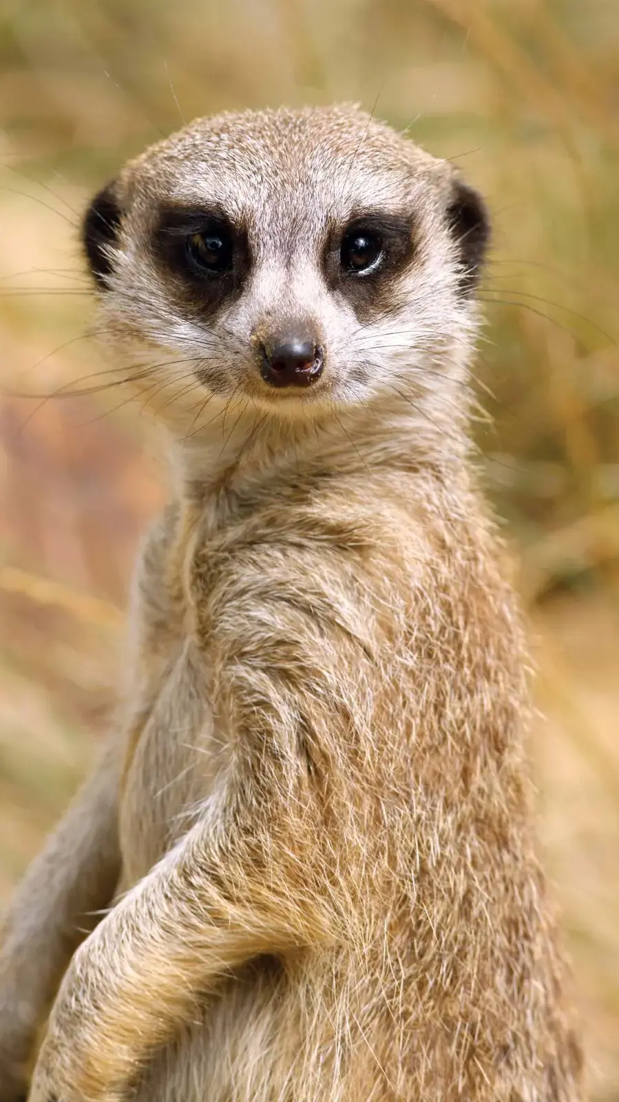 10 animals that live underground