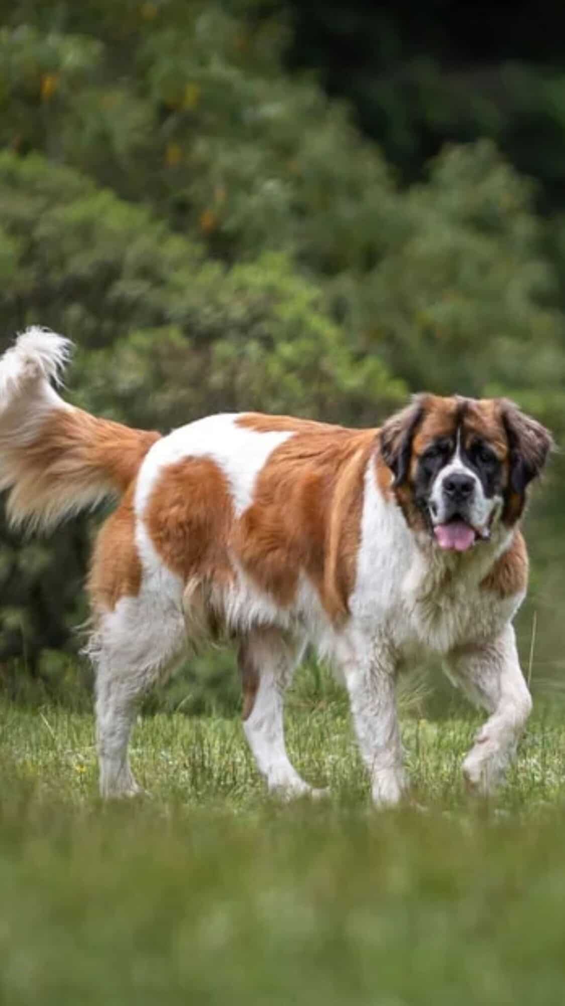 Worlds Strongest Dog
