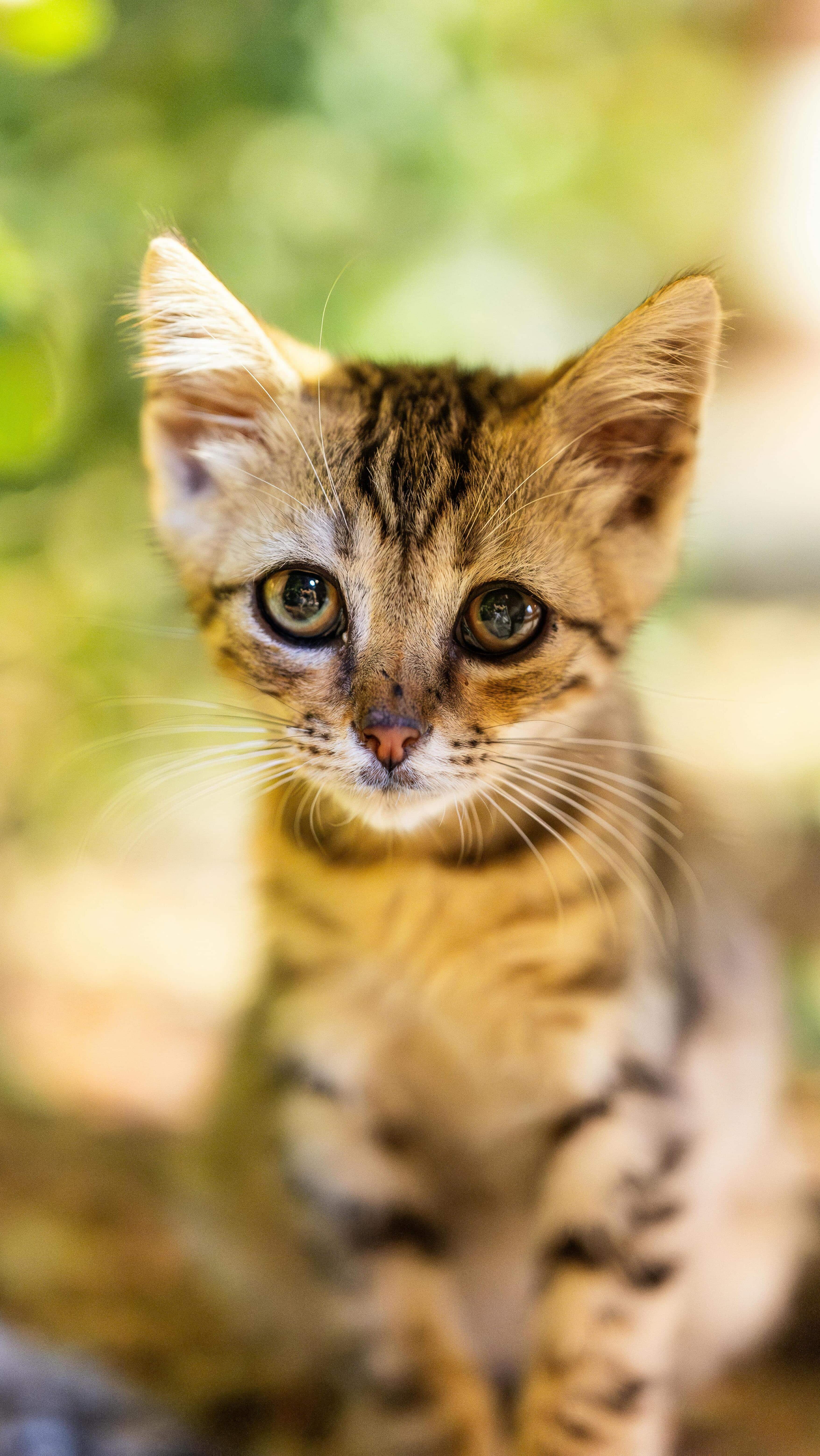 indian leopard cat