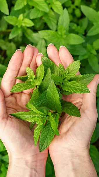 10 health benefits Of eating Tulsi leaves every morning