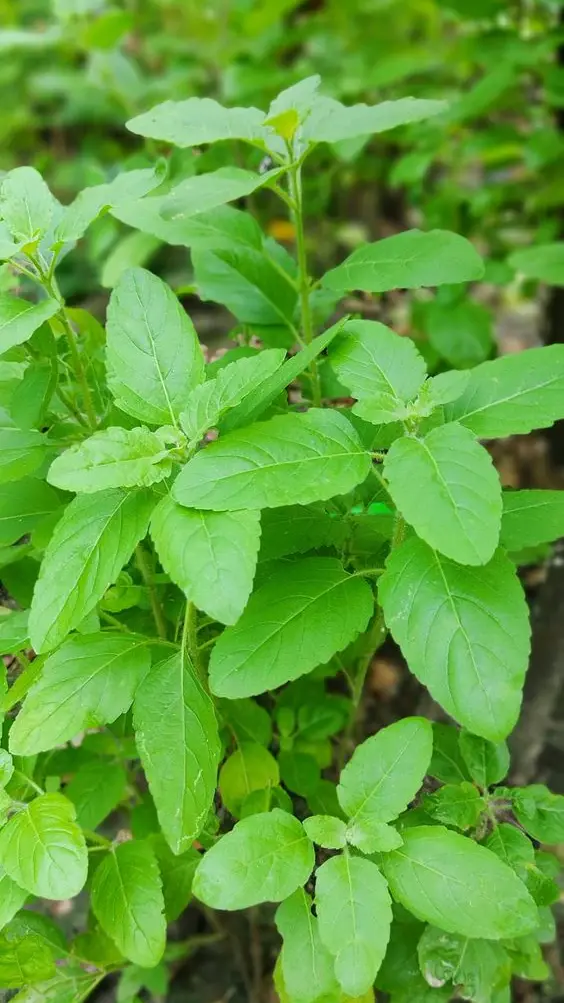 10 health benefits Of eating Tulsi leaves every morning