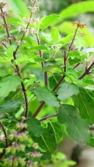 10 health benefits Of eating Tulsi leaves every morning