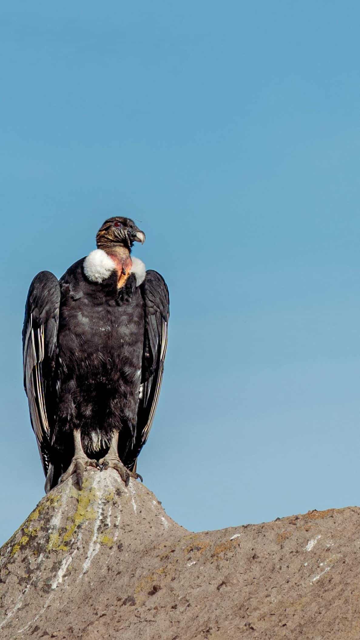 Vulture Eating Flesh Slender Billed Vulture | The Peregrine Fund