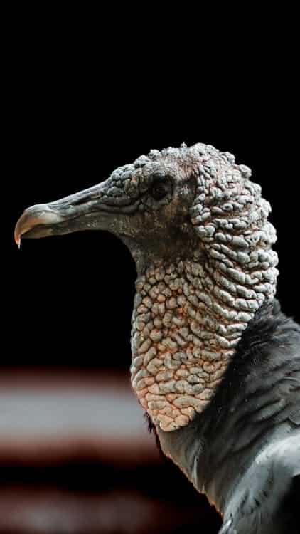 Vulture Is Flesh Eating Bird