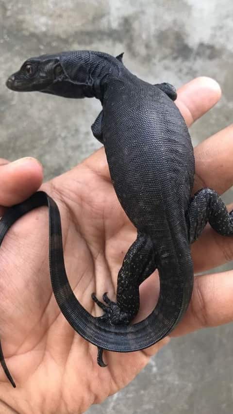 8 animals that live near volcano