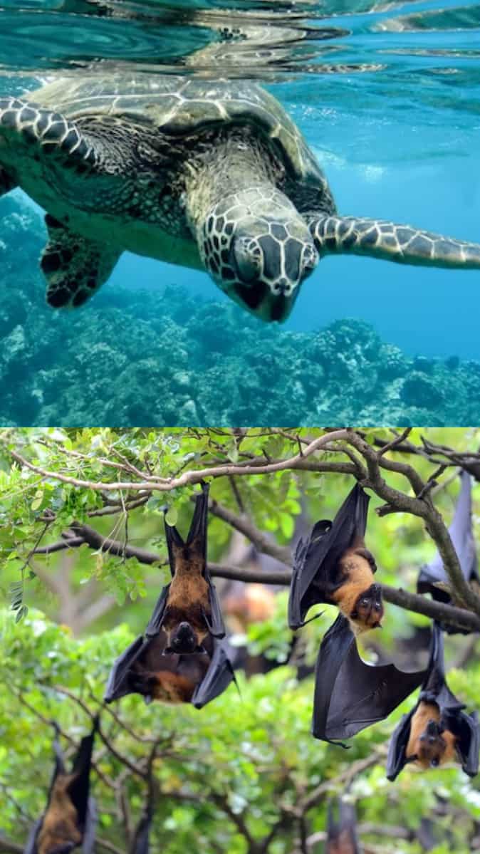 9 animals with incredible sixth sense