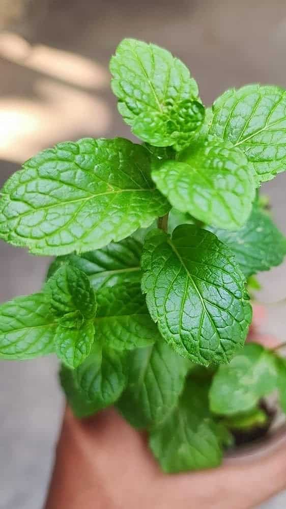 Mint Relief Benefits at Lorelei Rios blog