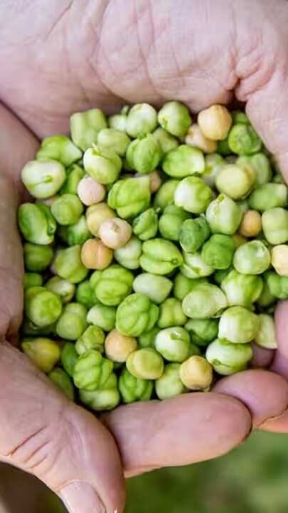 Health benefits of green chickpeas