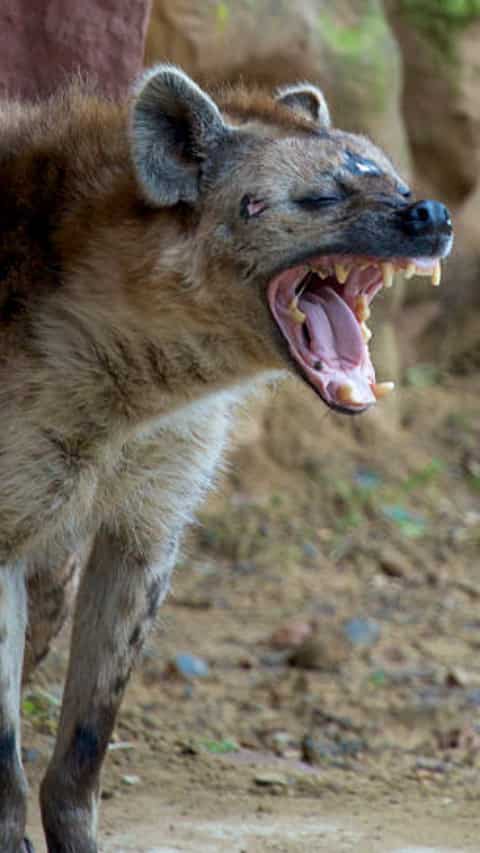 8 animals that hate humans