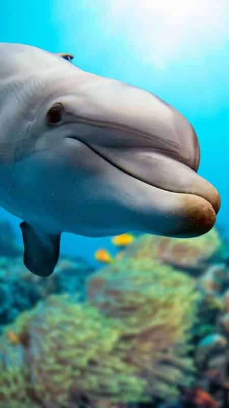 How do marine mammals sleep underwater?