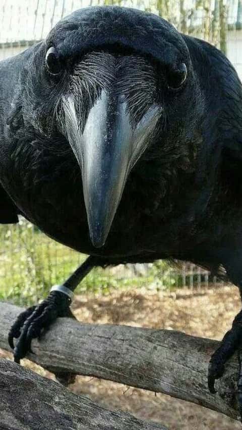 8 animals with most annoying sounds