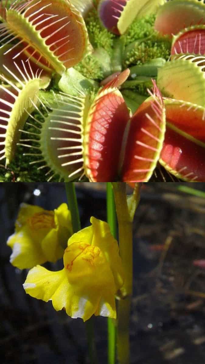 8 carnivorous plants that eat meat