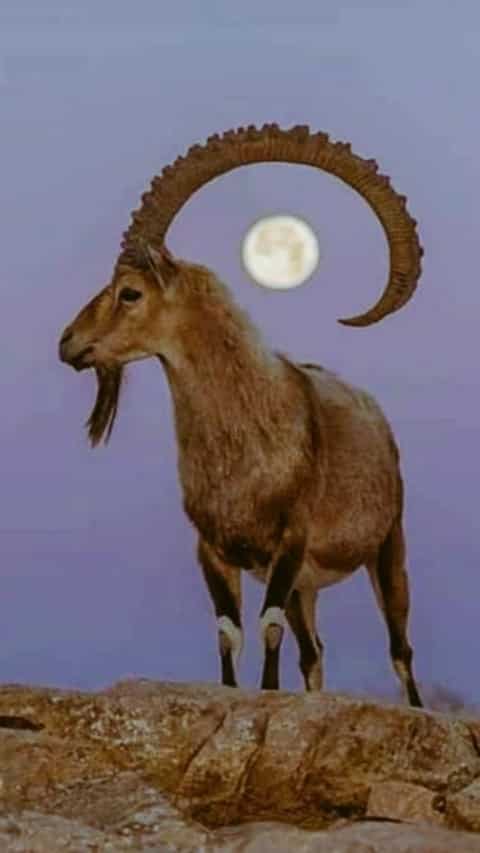 10 animals only found in China