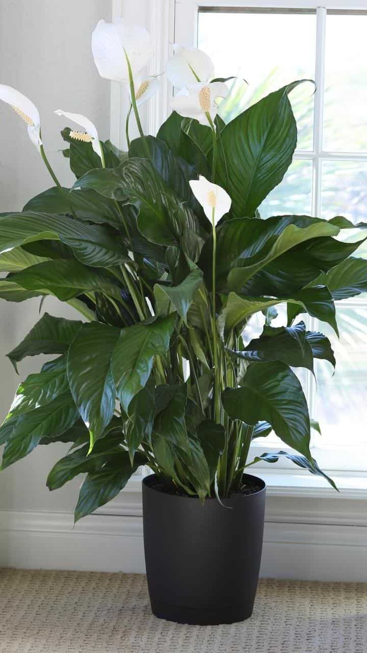 8 house plants that don't need much sunlight
