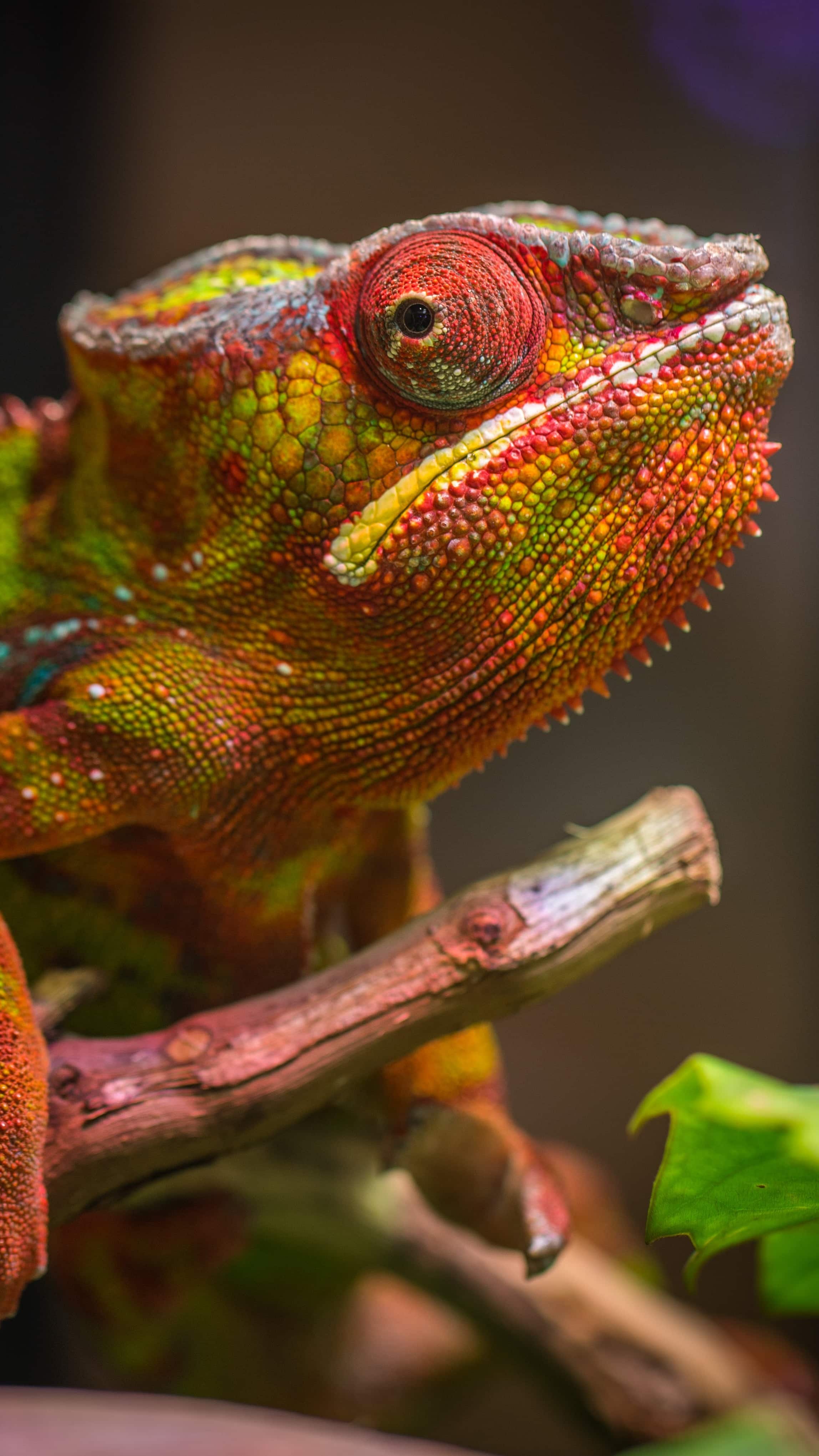 Animals that can change colour