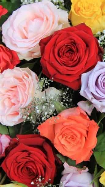 Different colour of roses