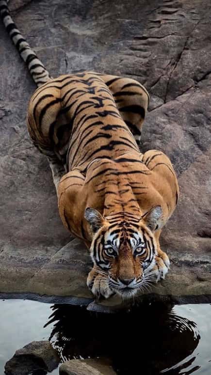 10 animals with stunningly beautiful skin