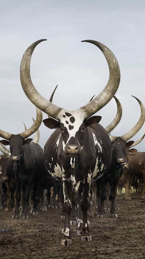 8 animals with biggest horns